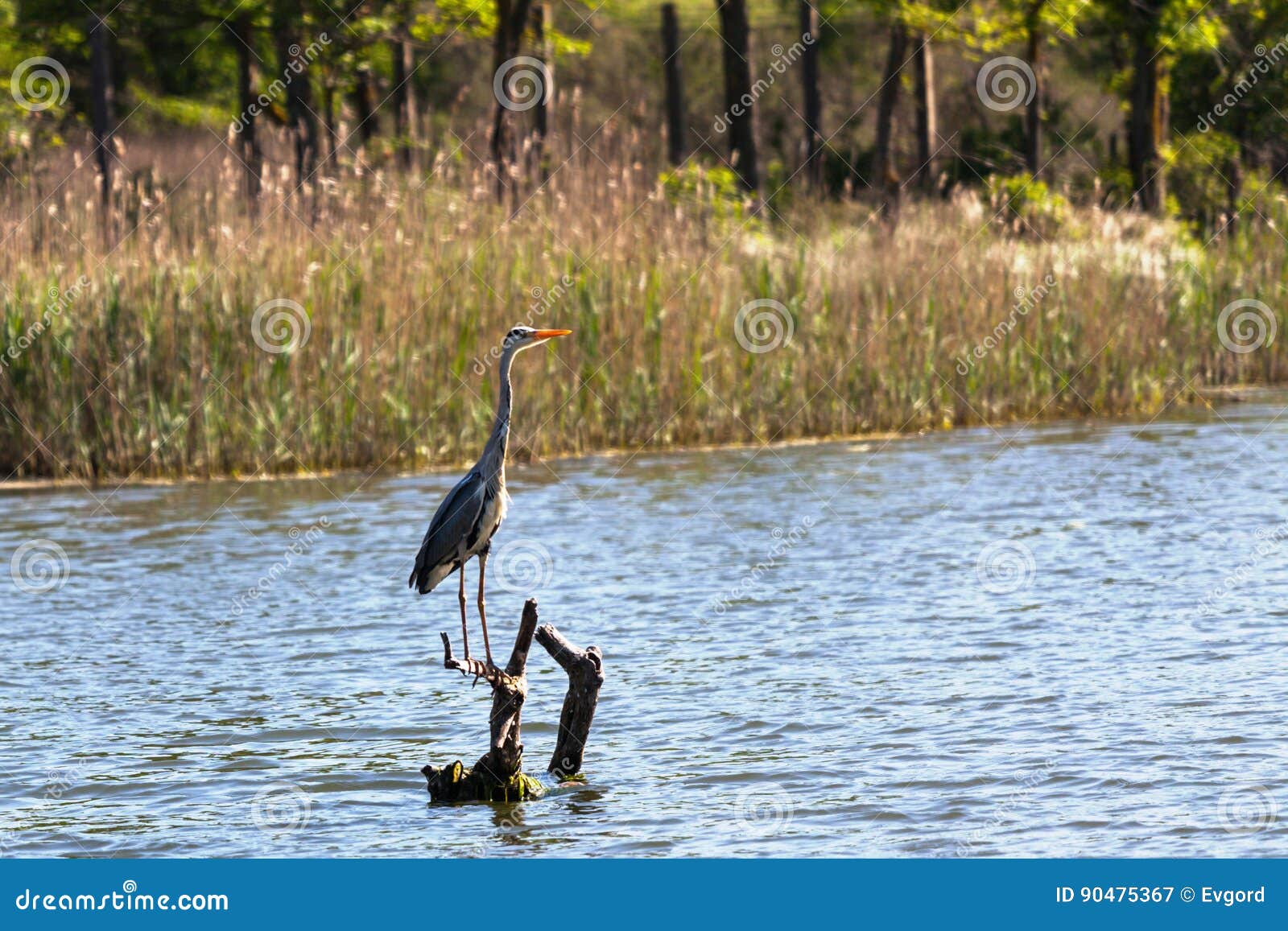 Large Wading Bird with Long Legs Stock Image - Image of legs, swamp ...
