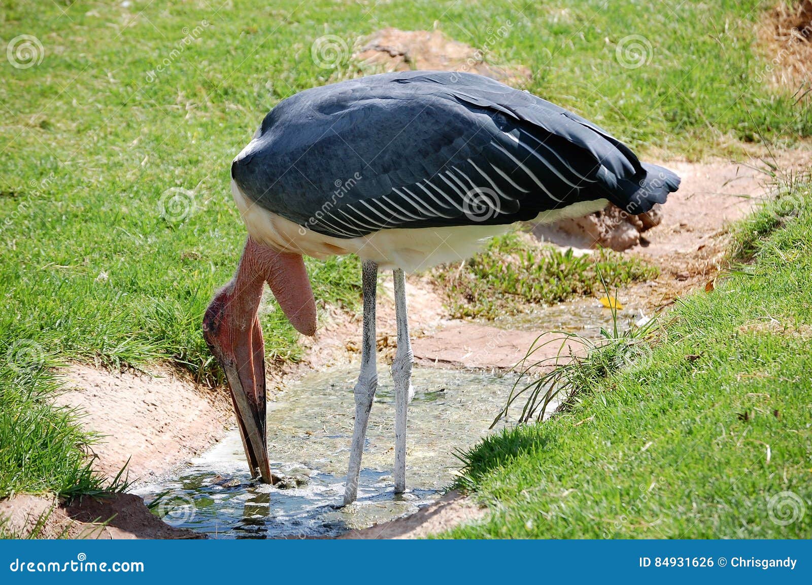 A Large Wading Marabou Stork Undertaker Bird Stock Photo - Image of ...