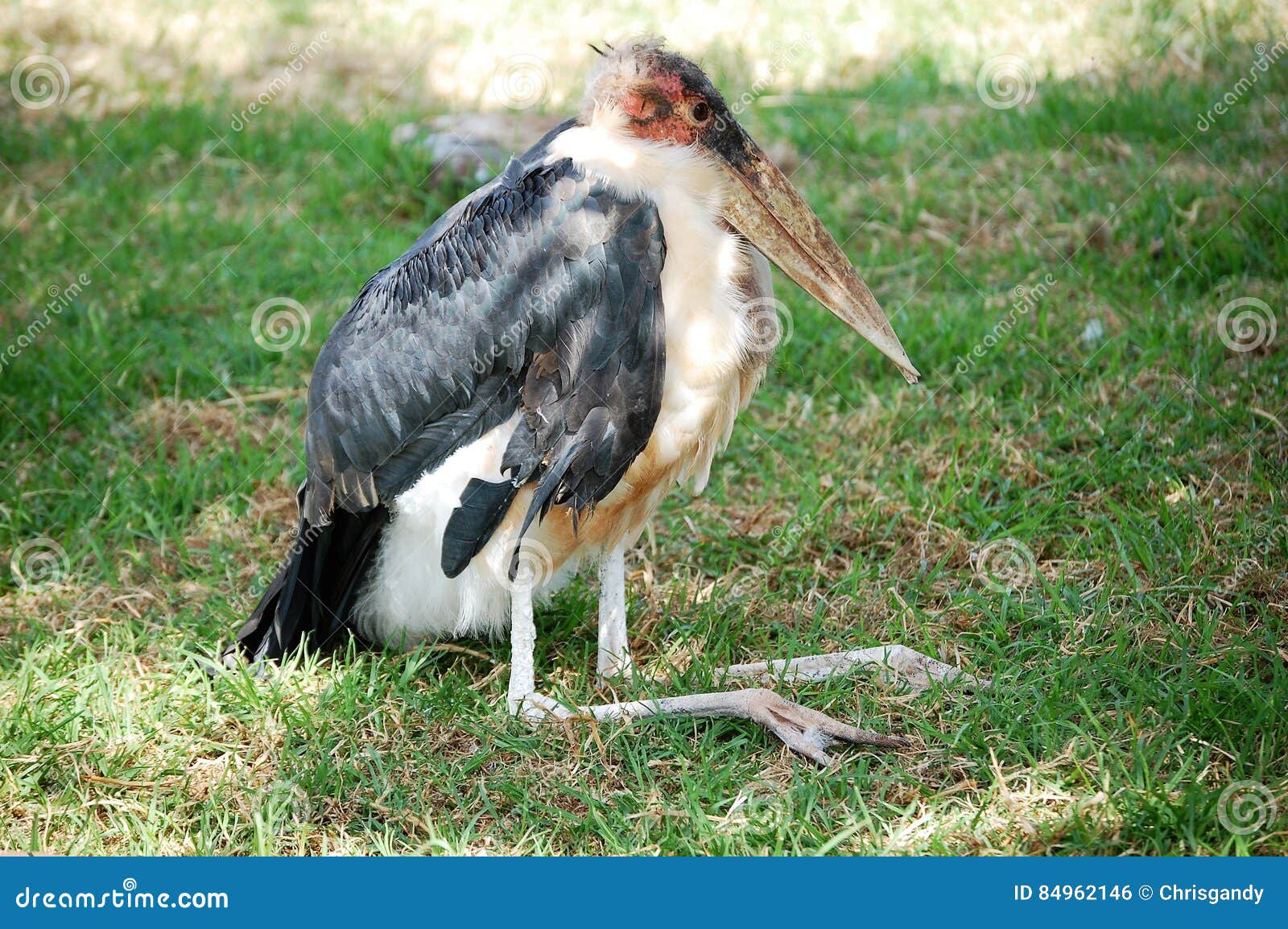 A Large Wading Marabou Stork Undertaker Bird Stock Photo - Image of ...