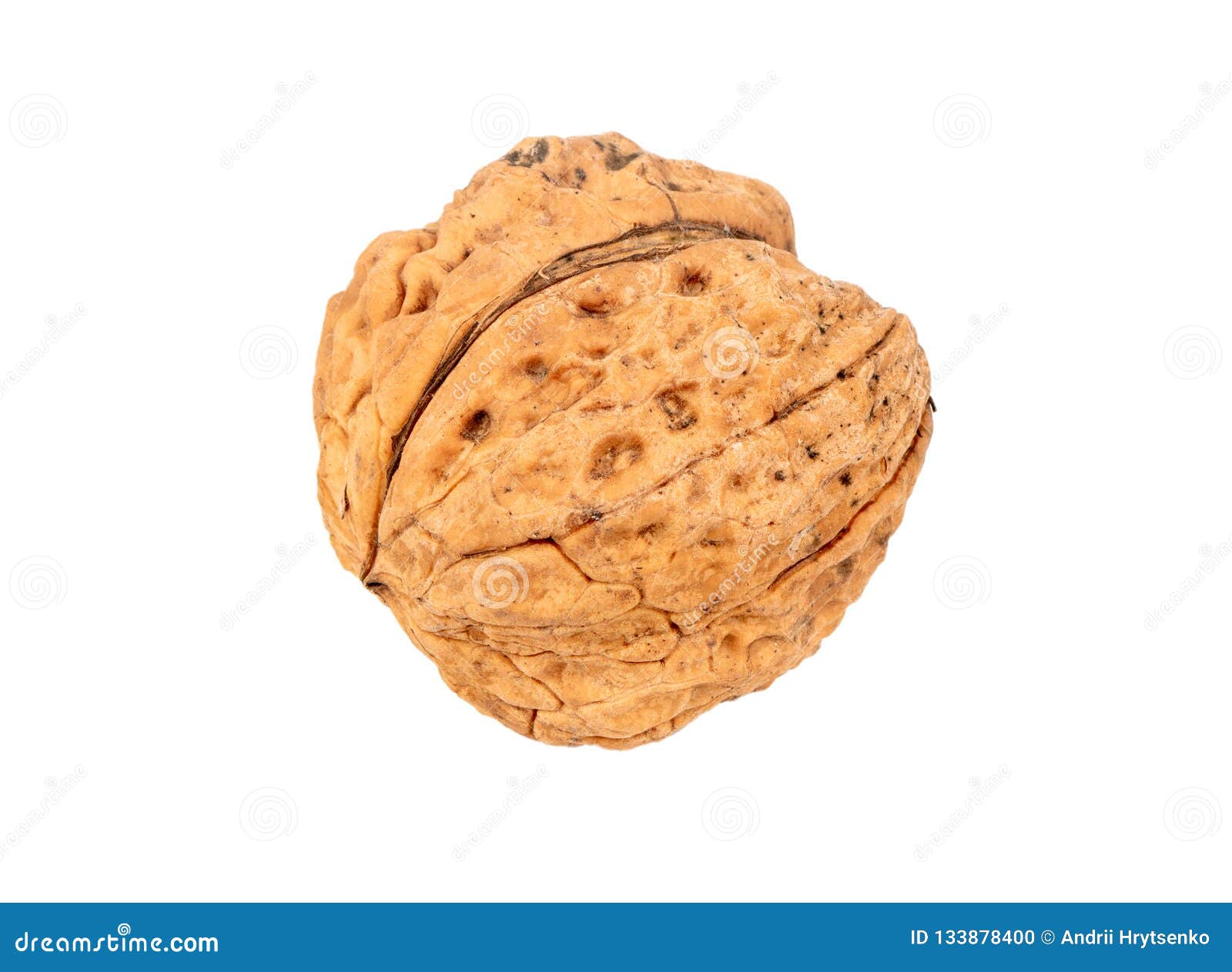 Large walnut isolate stock photo. Image of health, fruit - 133878400