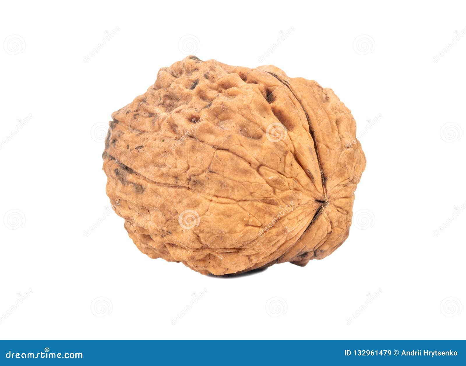 Large walnut isolate stock image. Image of macro, large - 132961479