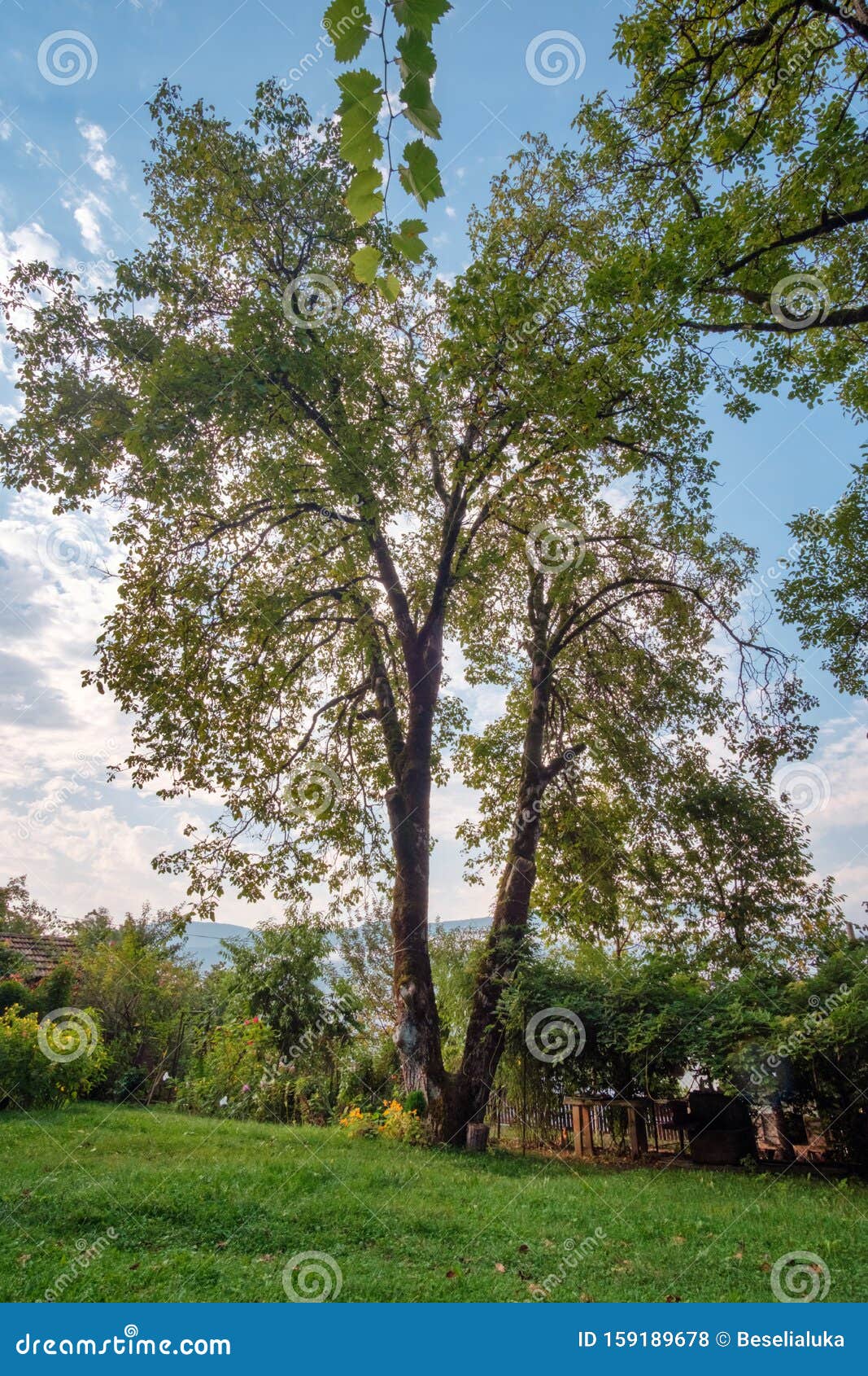 Walnut tree stock photo. Image of nature, outdoor, background - 159189678
