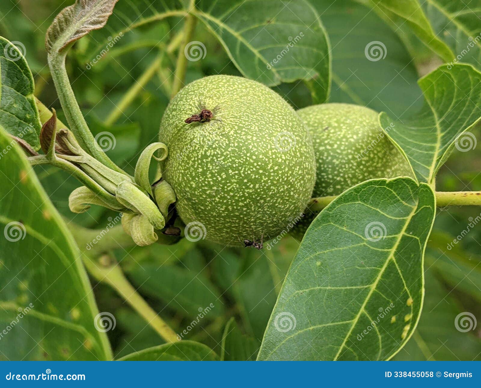 The Large Walnut Tree Forms Fruits - Ripening Nuts Under a Thick Green ...