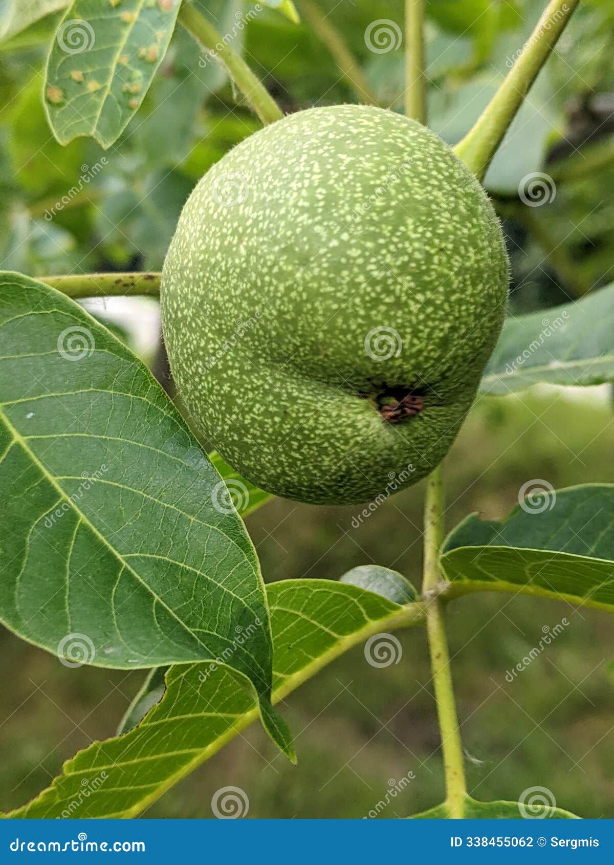 The Large Walnut Tree Forms Fruits - Ripening Nuts Under a Thick Green ...