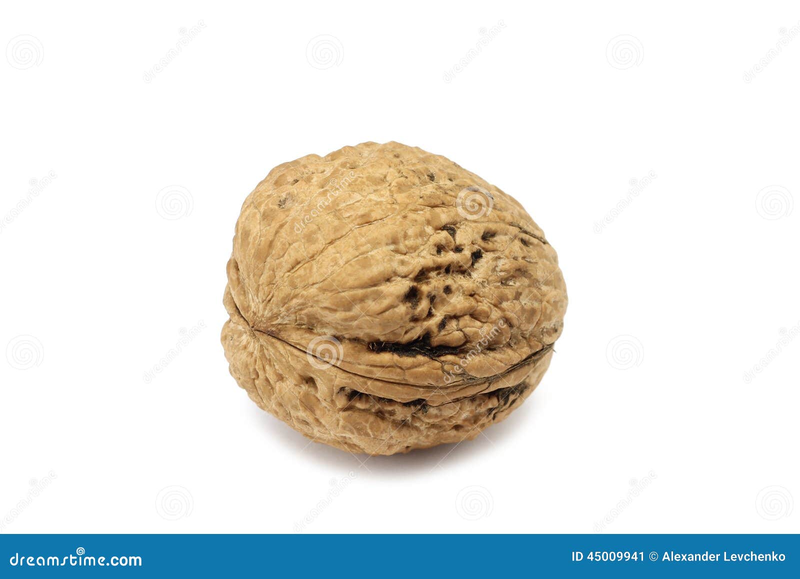 A large walnut stock image. Image of shell, plant, walnut - 45009941