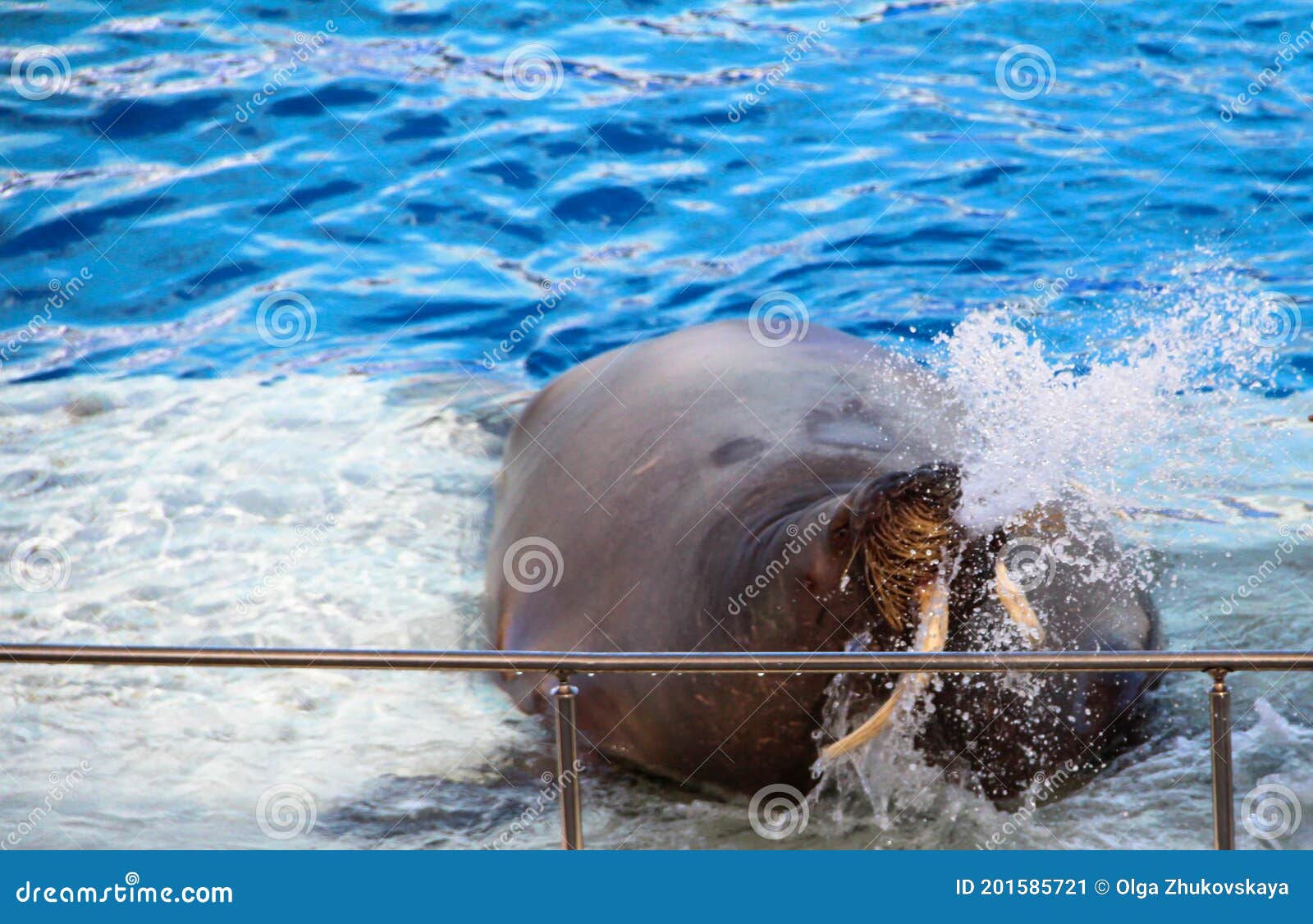 A Large Walrus is Doused with Water Stock Image - Image of aquarium ...