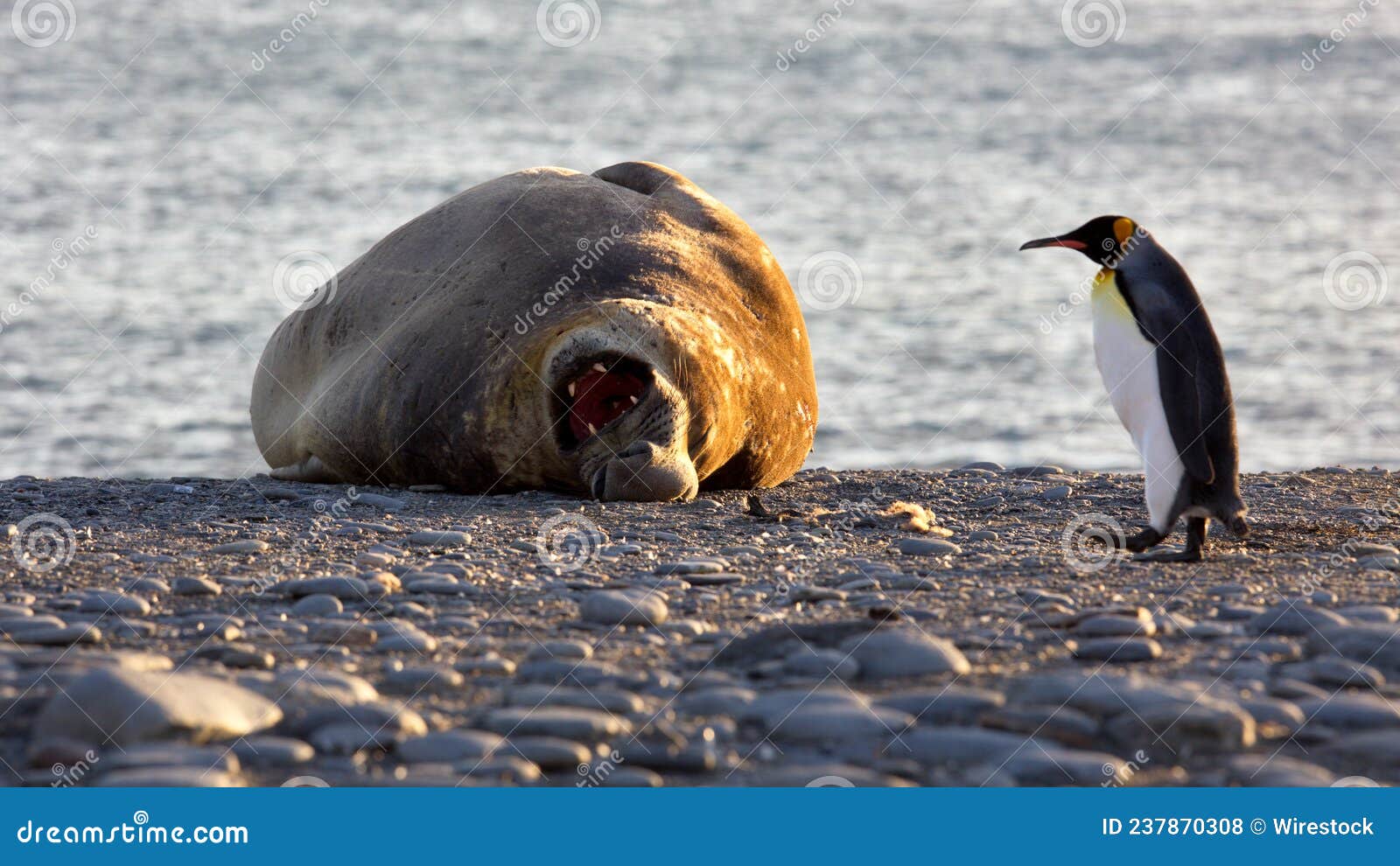 Large Walrus and an Emperor Penguin in South Georgia Stock Photo ...