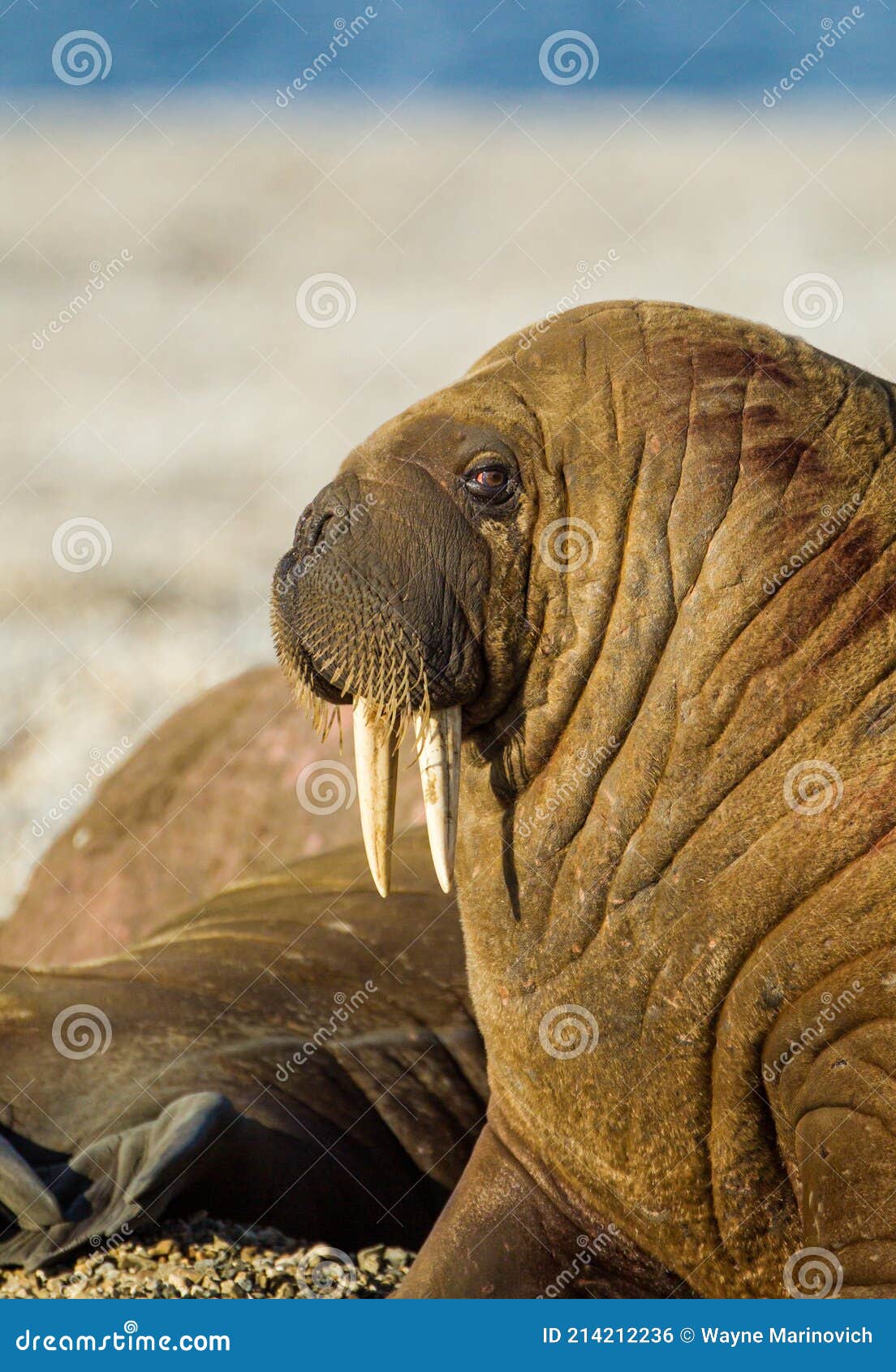 Large Walrus Lying on the Beach on the Arctic Sun Stock Photo - Image ...