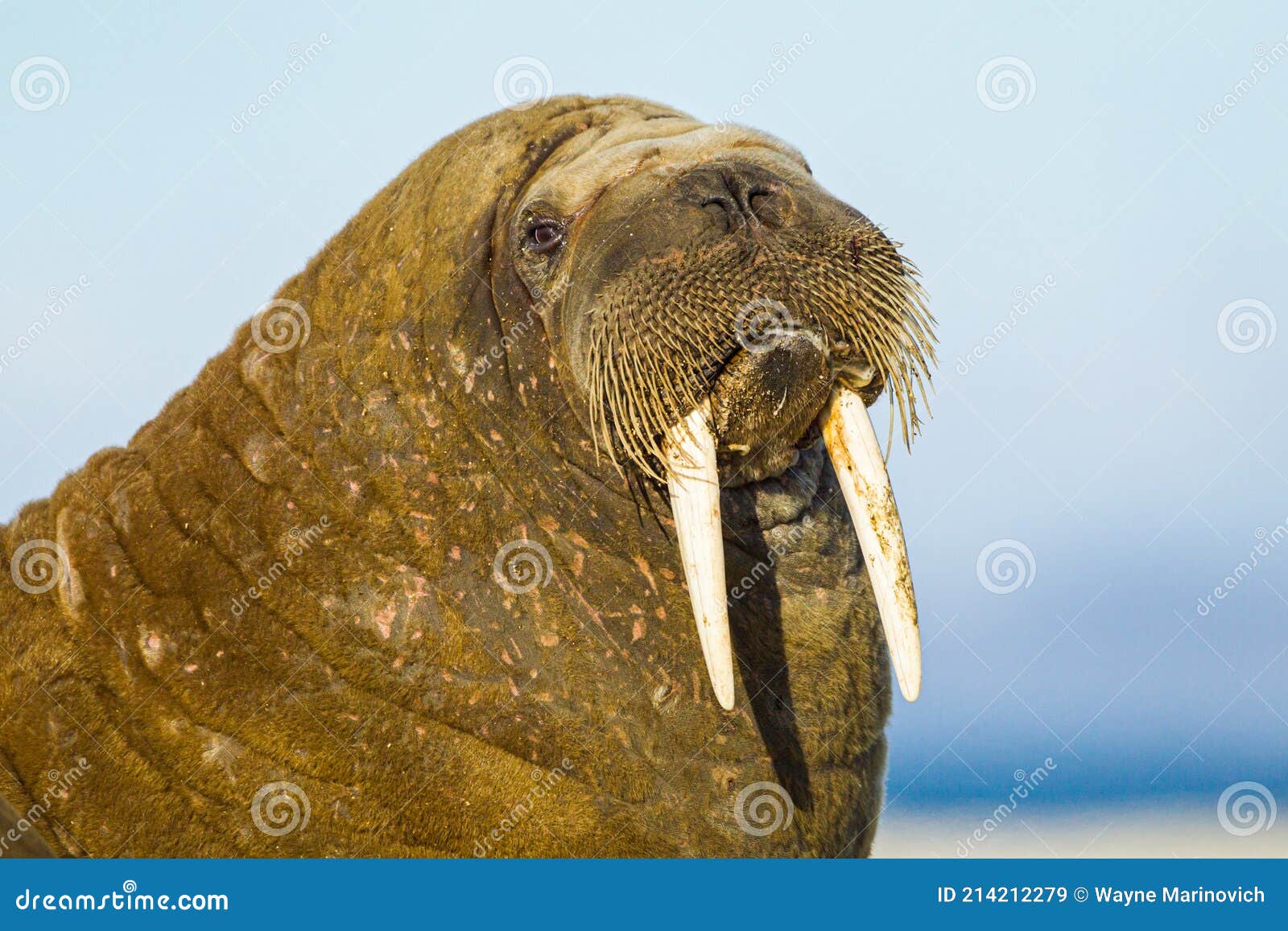 Large Walrus Lying on the Beach on the Arctic Sun Stock Image - Image ...