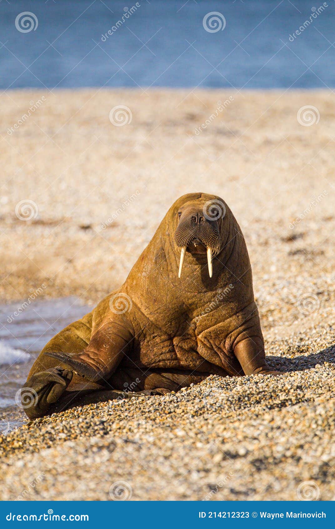 Large Walrus Lying on the Beach on the Arctic Sun Stock Image - Image ...