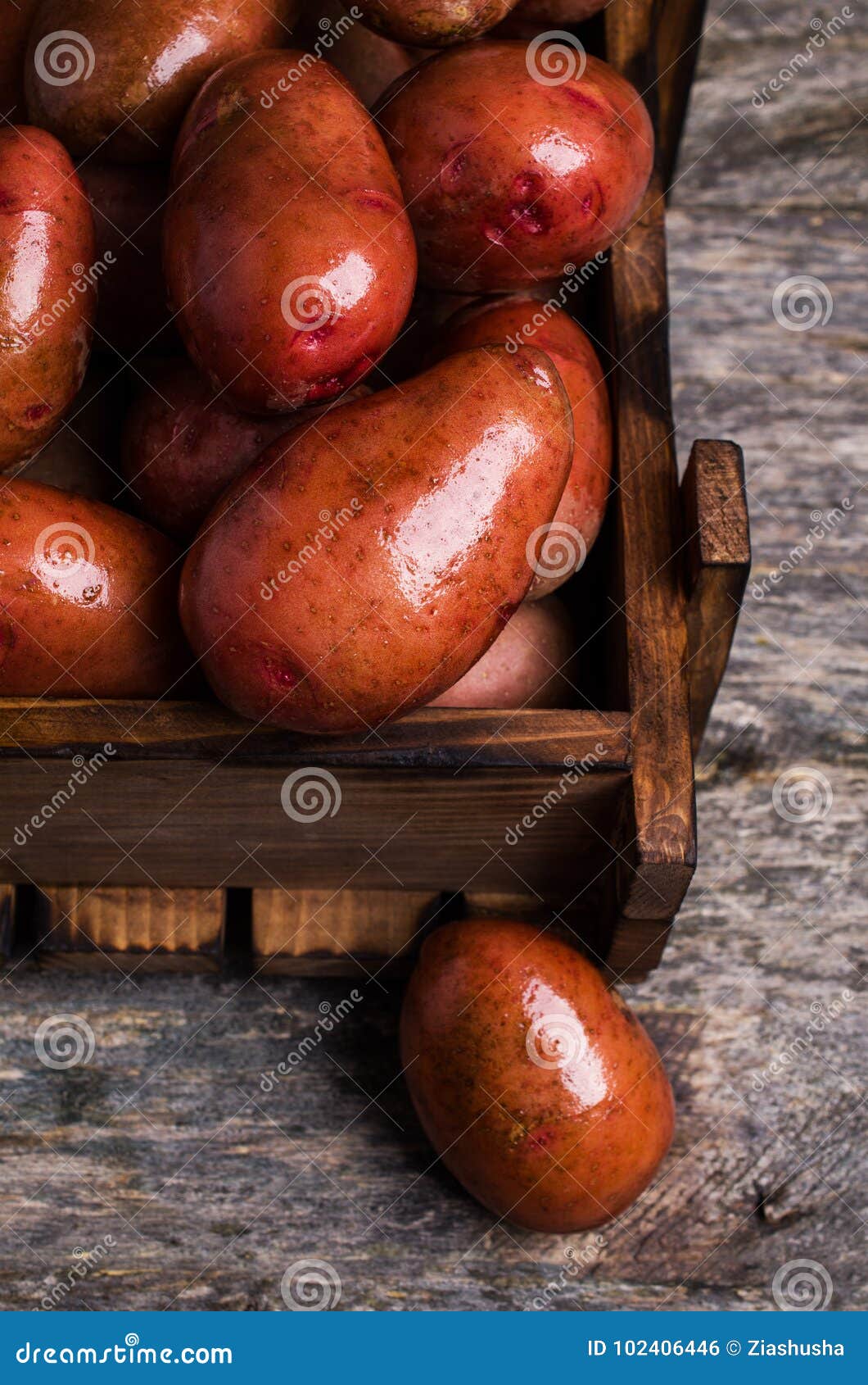 Large washed potatoes stock photo. Image of agrarian - 102406446