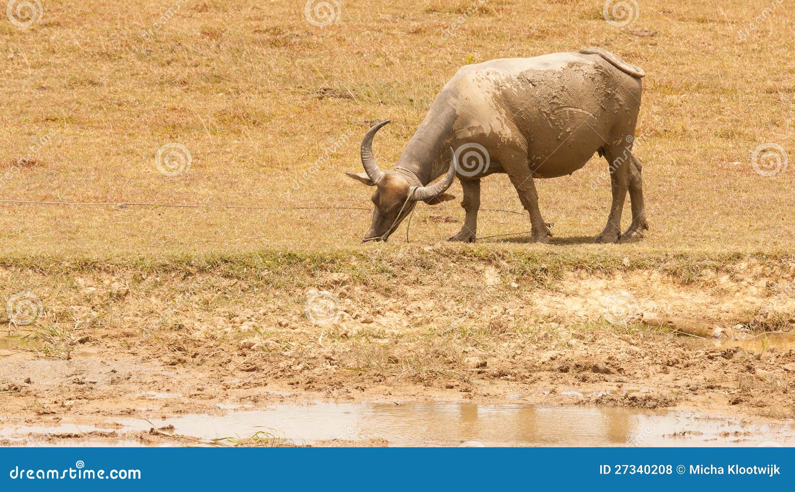 Large Water Buffalo Grazing Stock Photo - Image of danger, domestic ...