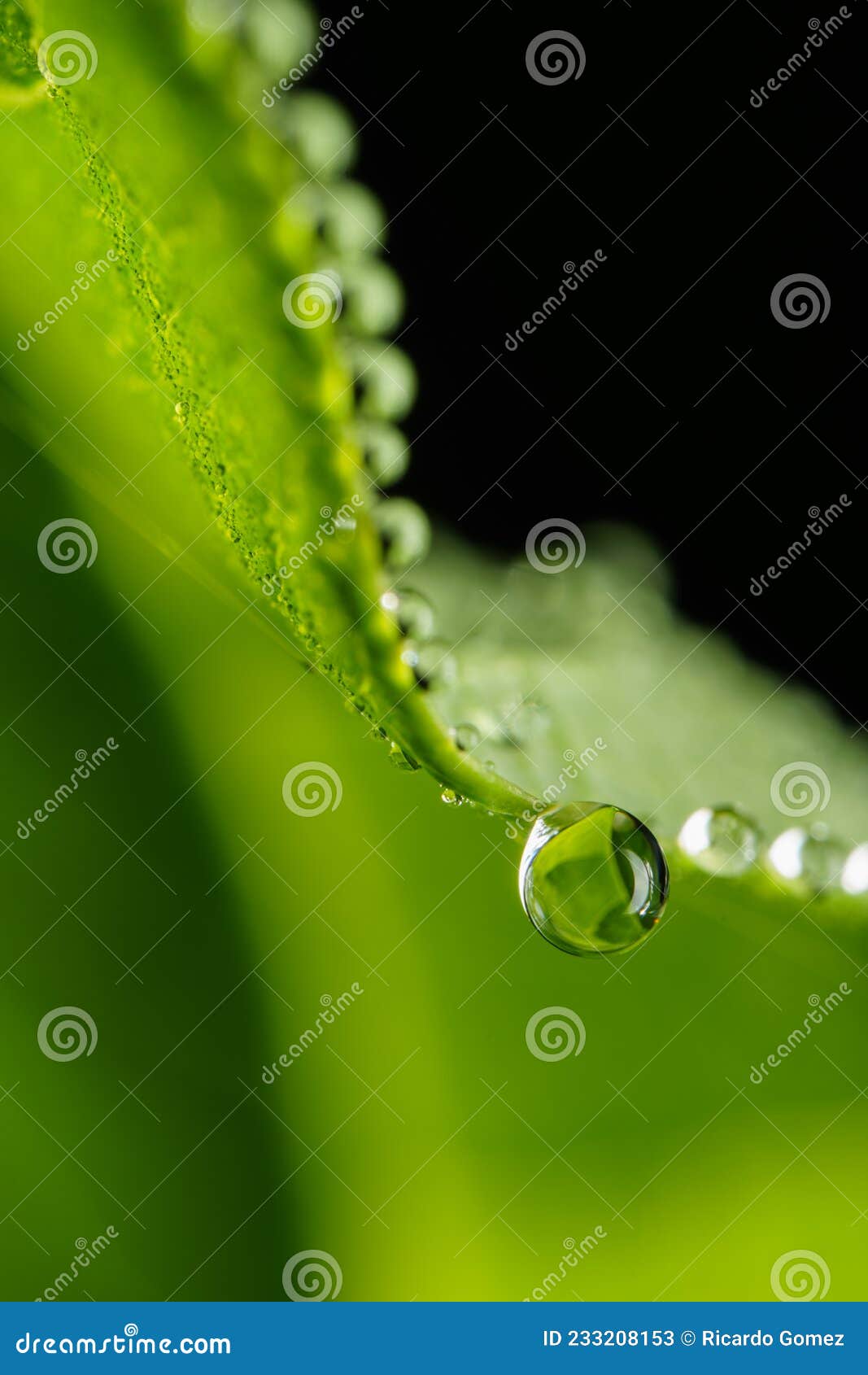 Extreme Macrophotography: a Large Water Drop on a Leaf S Edge. Stock ...