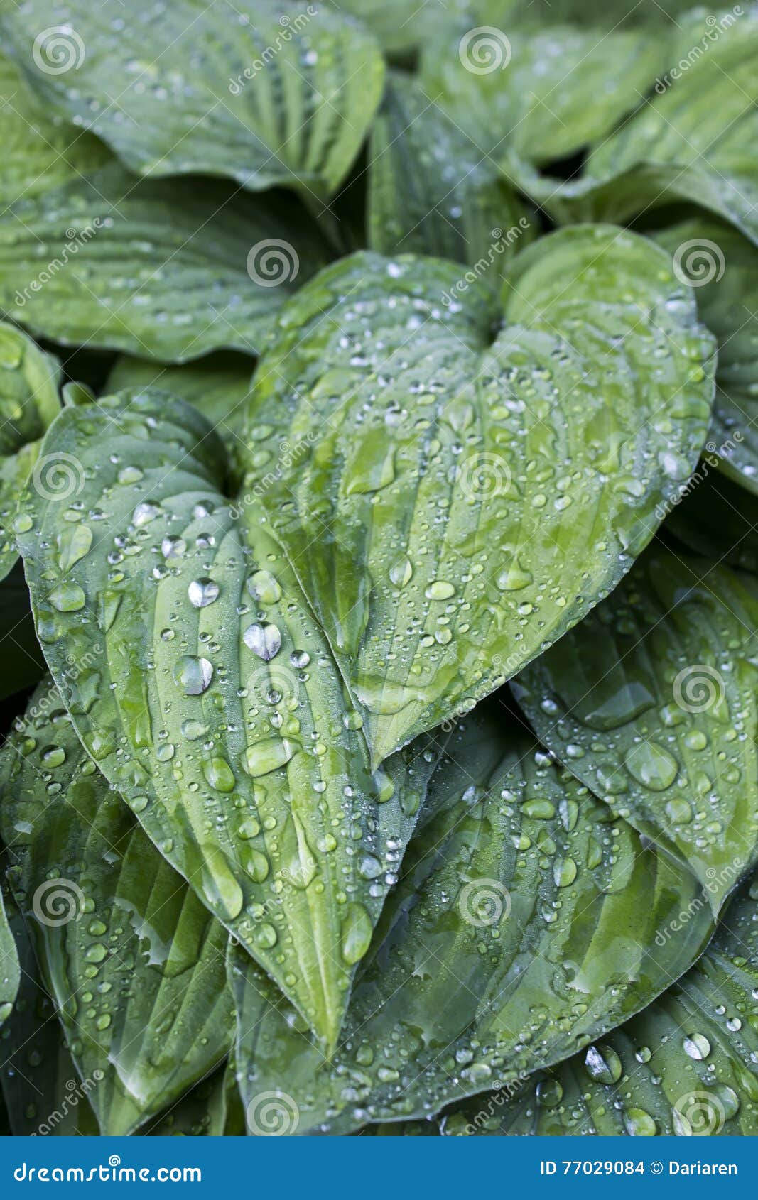 Large Water Droplets on the Surface of Leaves Stock Photo - Image of ...