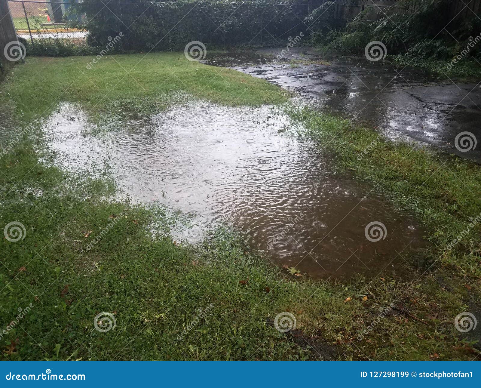 Large Water Puddle with Rain Drops in Green Grass and Asphalt Stock ...