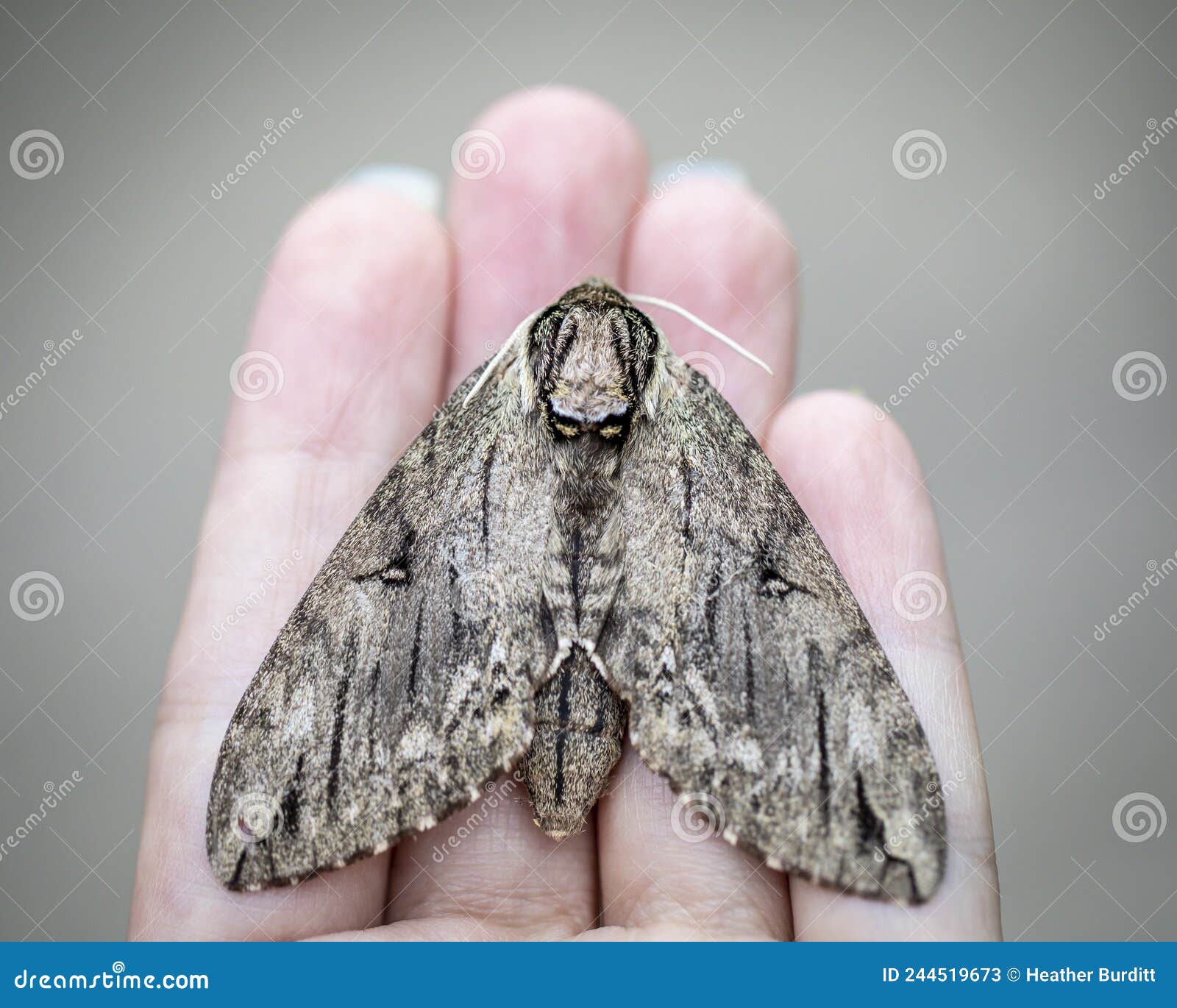 A large waved sphinx moth stock image. Image of beautiful - 244519673