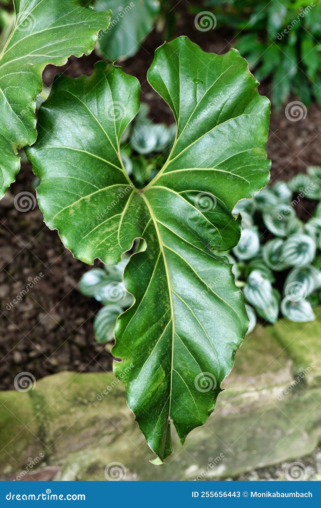 Large Wavy Leaf of an Exotic Anthurium Brownii Plant Stock Image ...