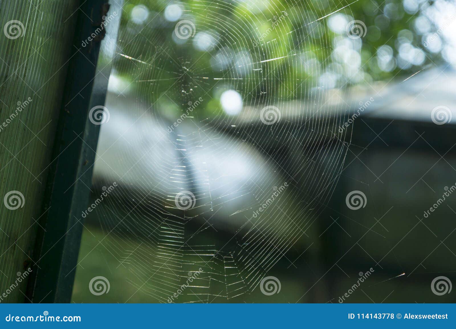 Spider web in the wood stock photo. Image of large, golden - 114143778