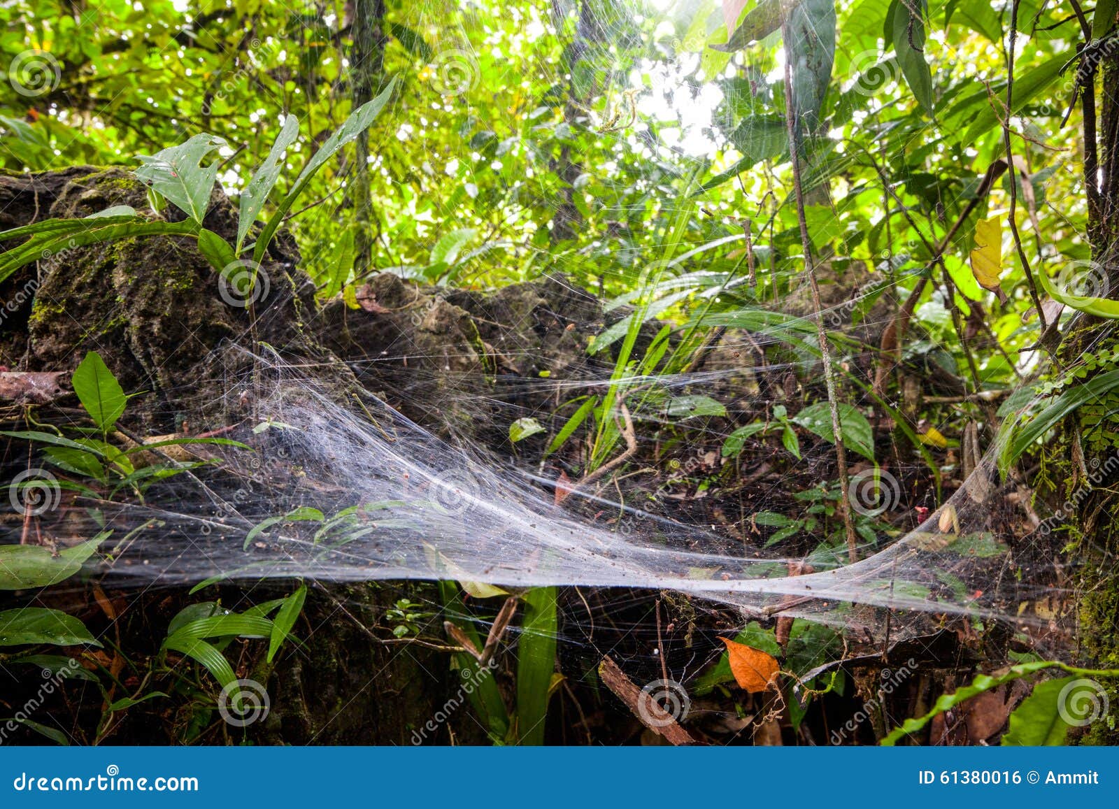 Large Web Spider stock photo. Image of horizontal, plant - 61380016