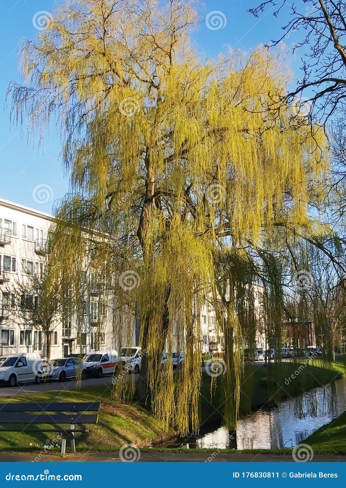 Large Willow Tree with Leaves. Stock Image - Image of flora, calm ...