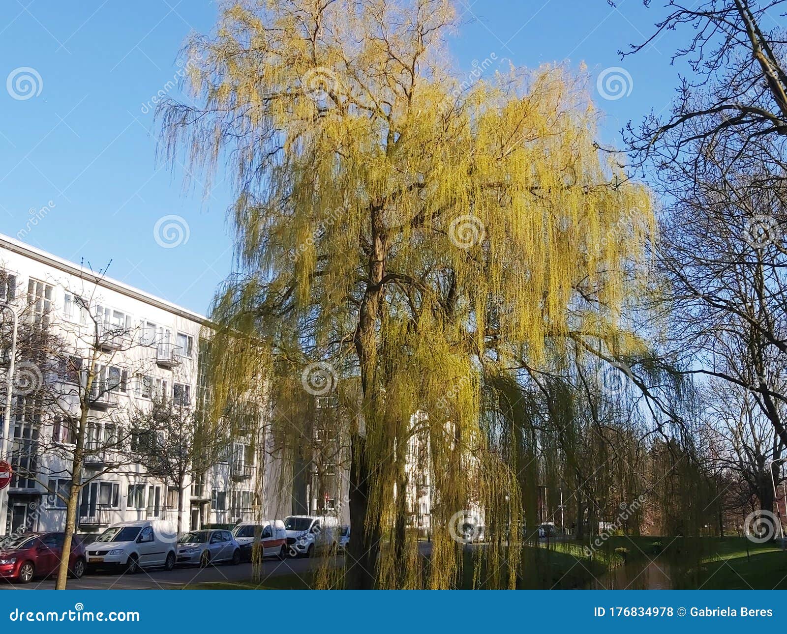 Large Willow Tree with Leaves. Stock Photo - Image of countryside ...