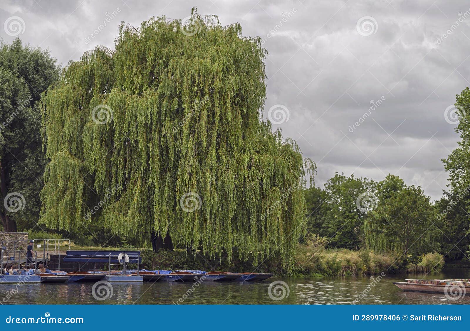 Large Weeping Willow Tree Hangs Over River Cam in England Editorial ...