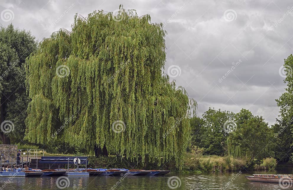 Large Weeping Willow Tree Hangs Over River Cam in England Editorial ...