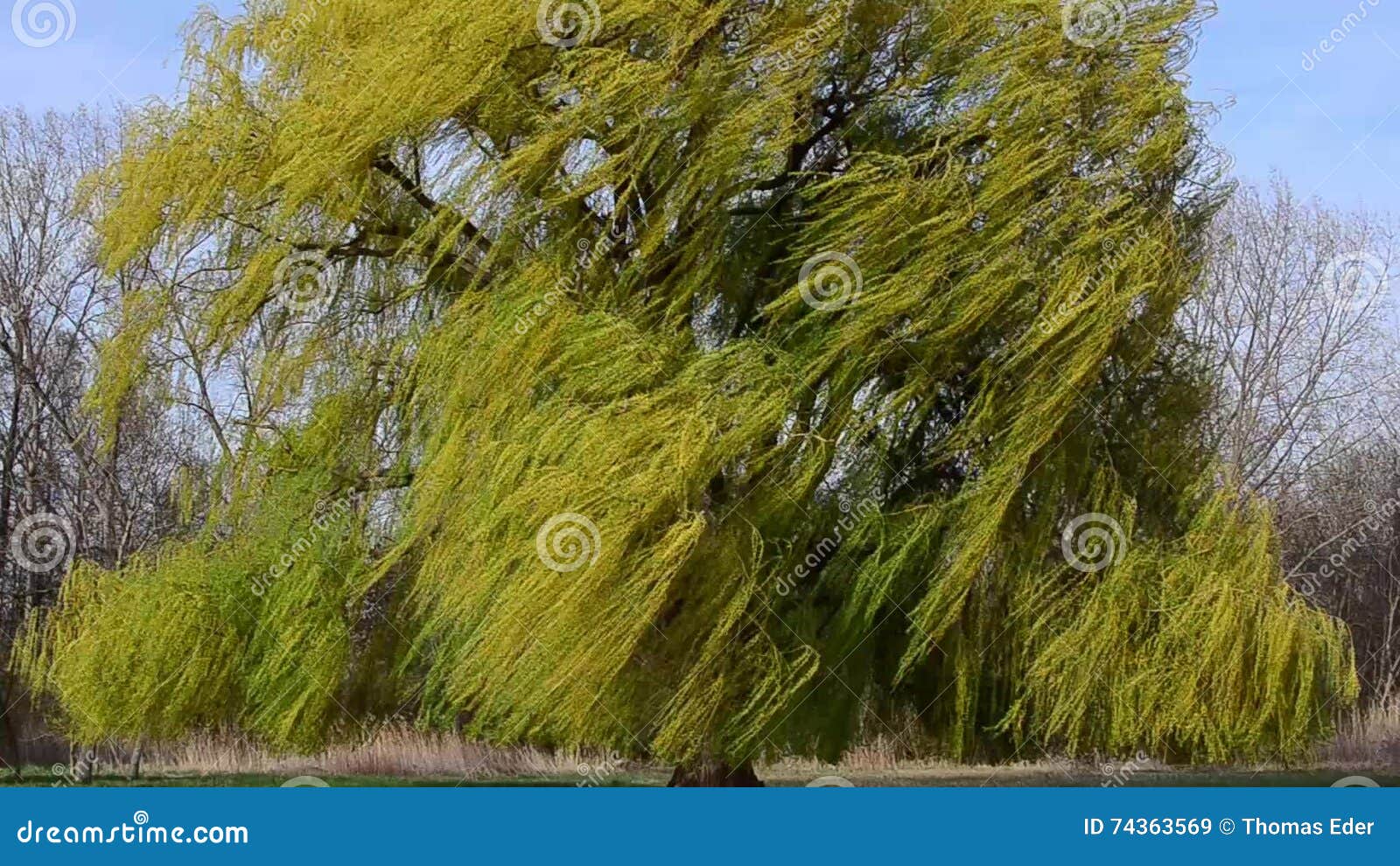 Large Weeping Willow Tree Wind Closeup Stock Video - Video of rural ...