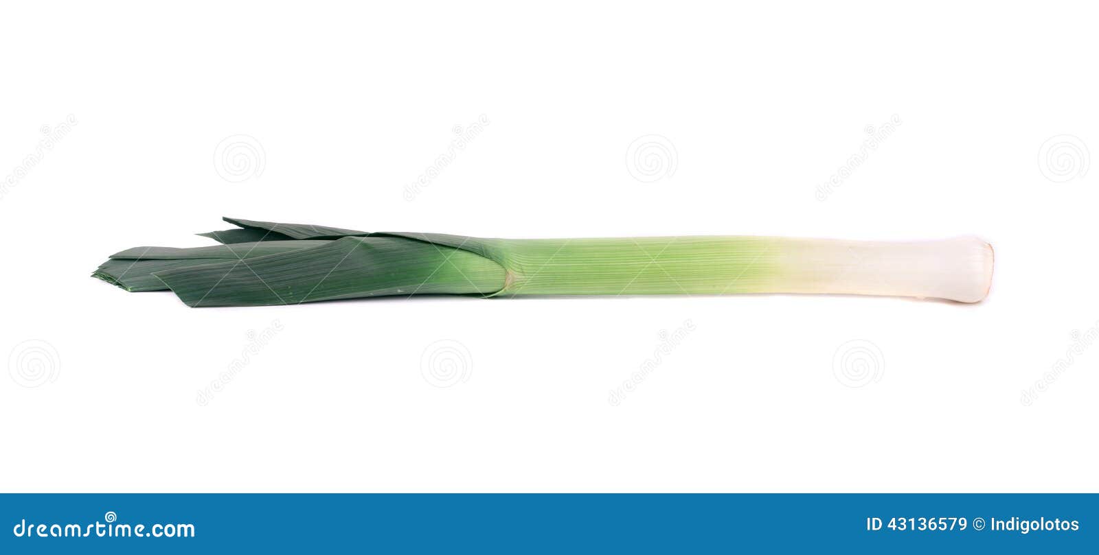 Large welsh green leek. stock image. Image of diet, leeks - 43136579