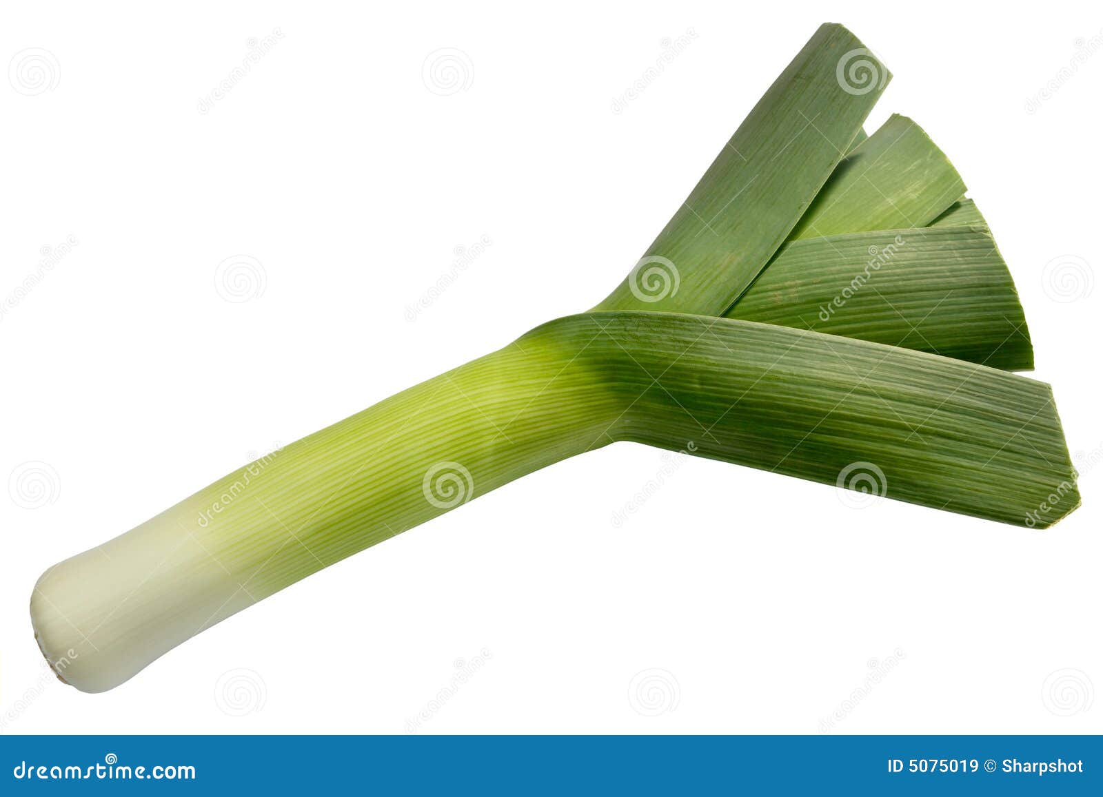Large Welsh leek. stock image. Image of healthy, vegetable - 5075019