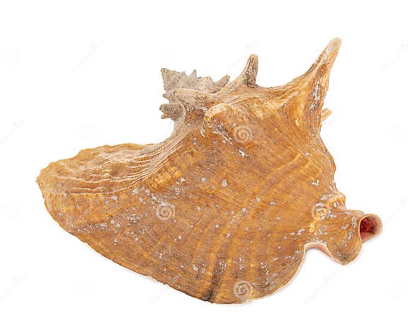 Large West Indies Lambi Shell Stock Photo - Image of white, background ...