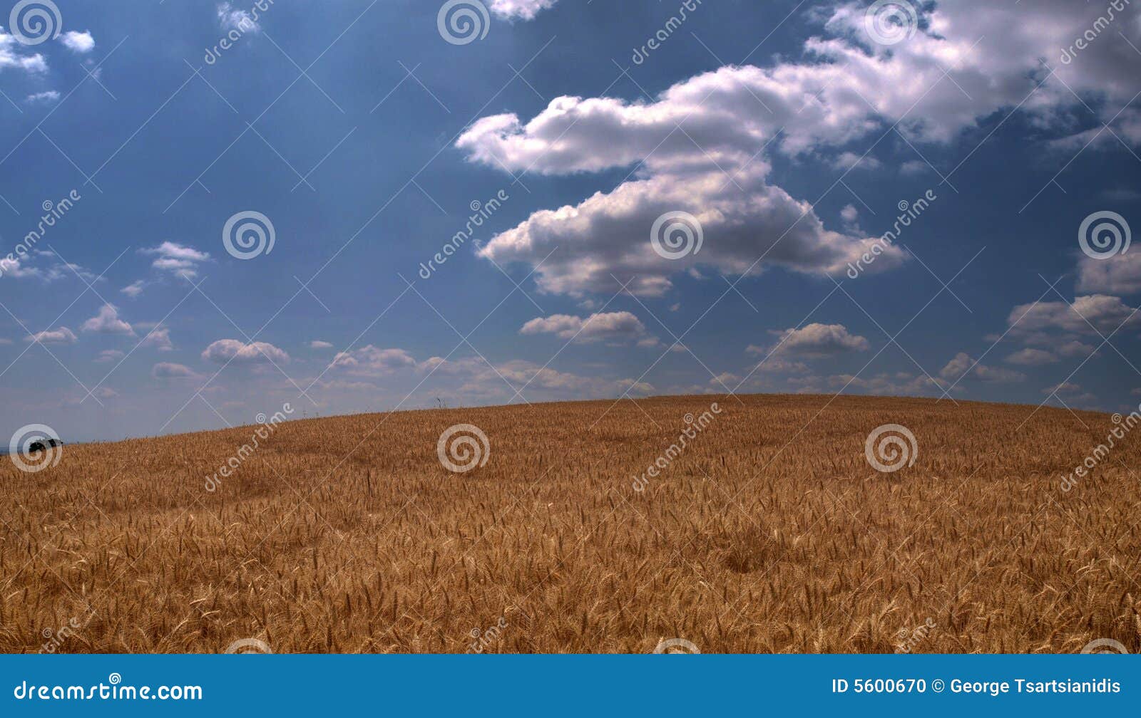 Large wheat field stock photo. Image of serene, background - 5600670