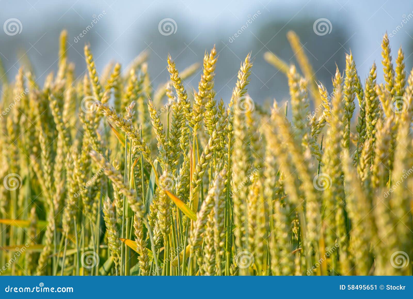 Large wheat field stock image. Image of growth, concept - 58495651