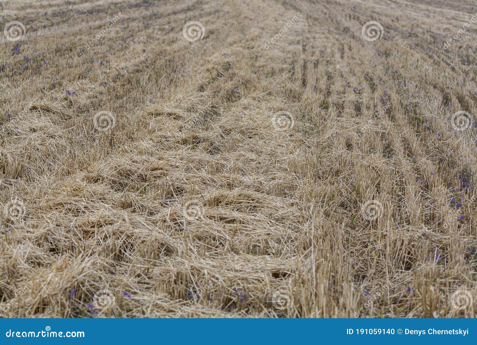 Large Wheat Field after Harvest on a Summer Day Stock Photo - Image of ...