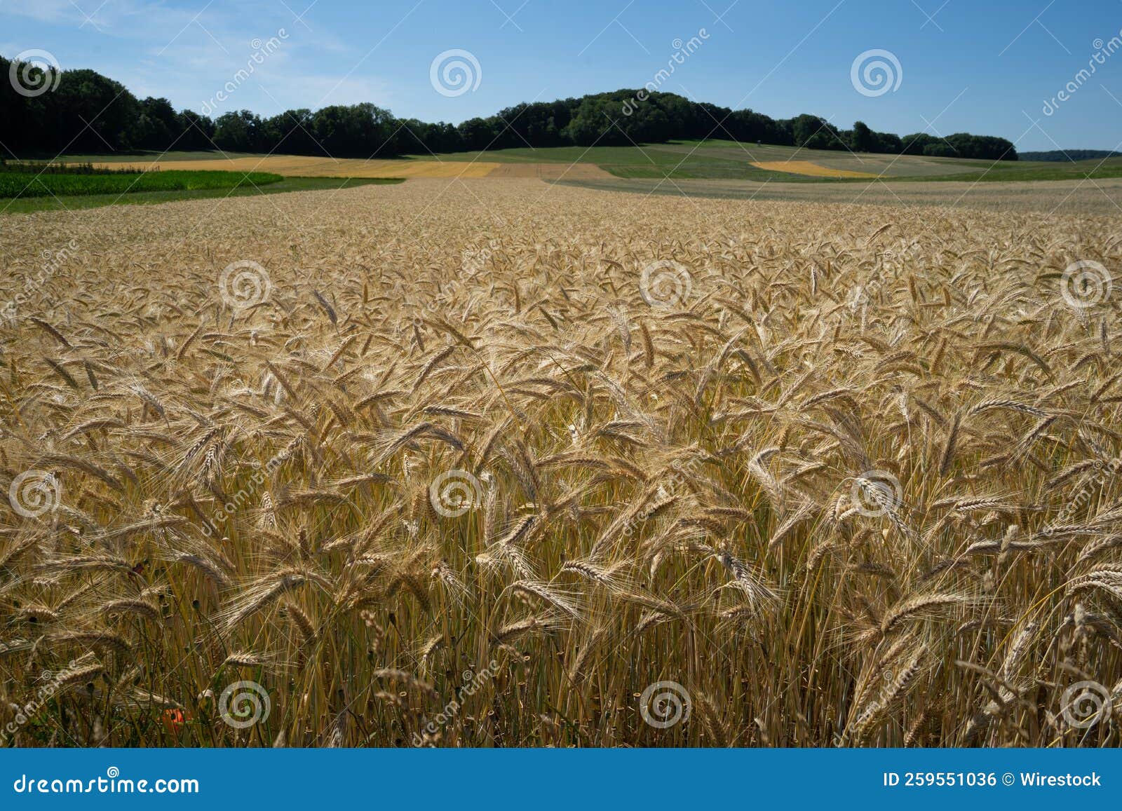 Large Wheat Field with Mountains in the Background Stock Photo - Image ...