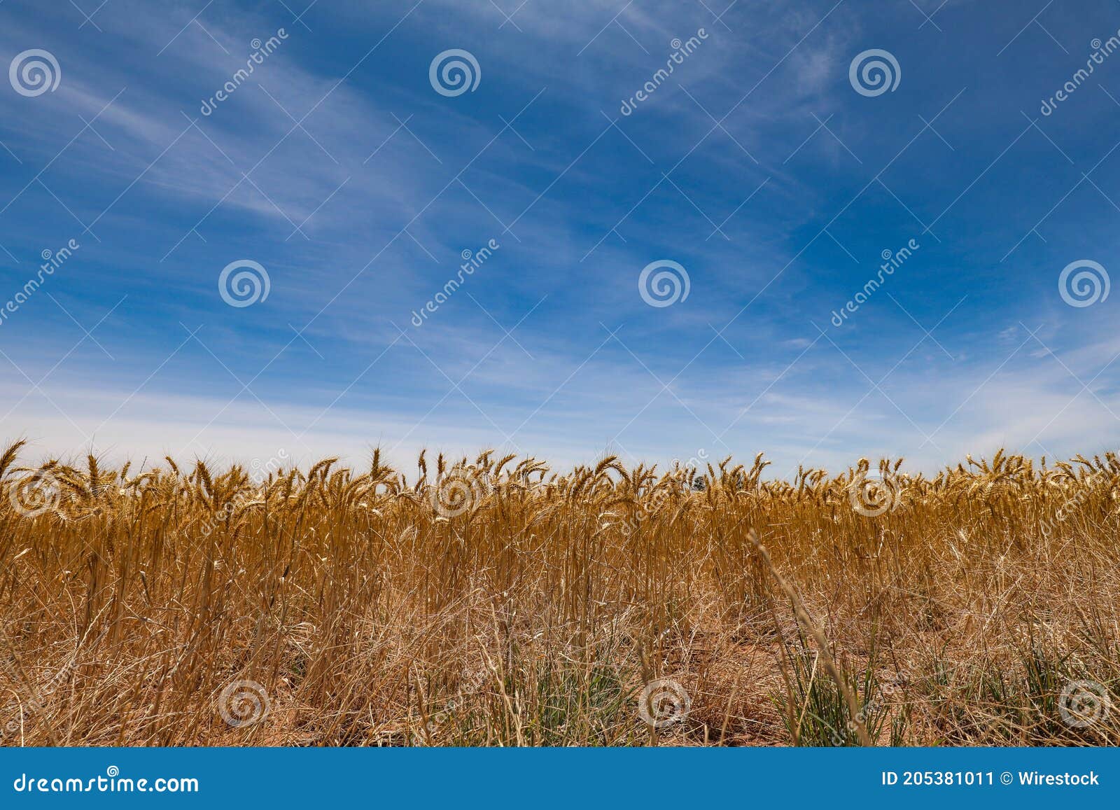 Large Wheat Field Under a Blue Sky Stock Image - Image of farming ...
