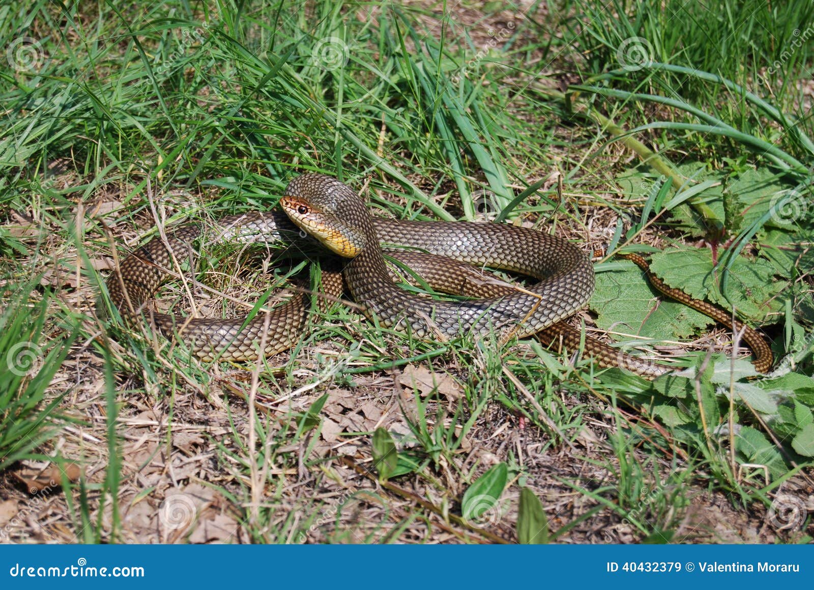 Caspian Whip Snake - Dolichophis Caspius Also Coluber Caspius, Known As ...