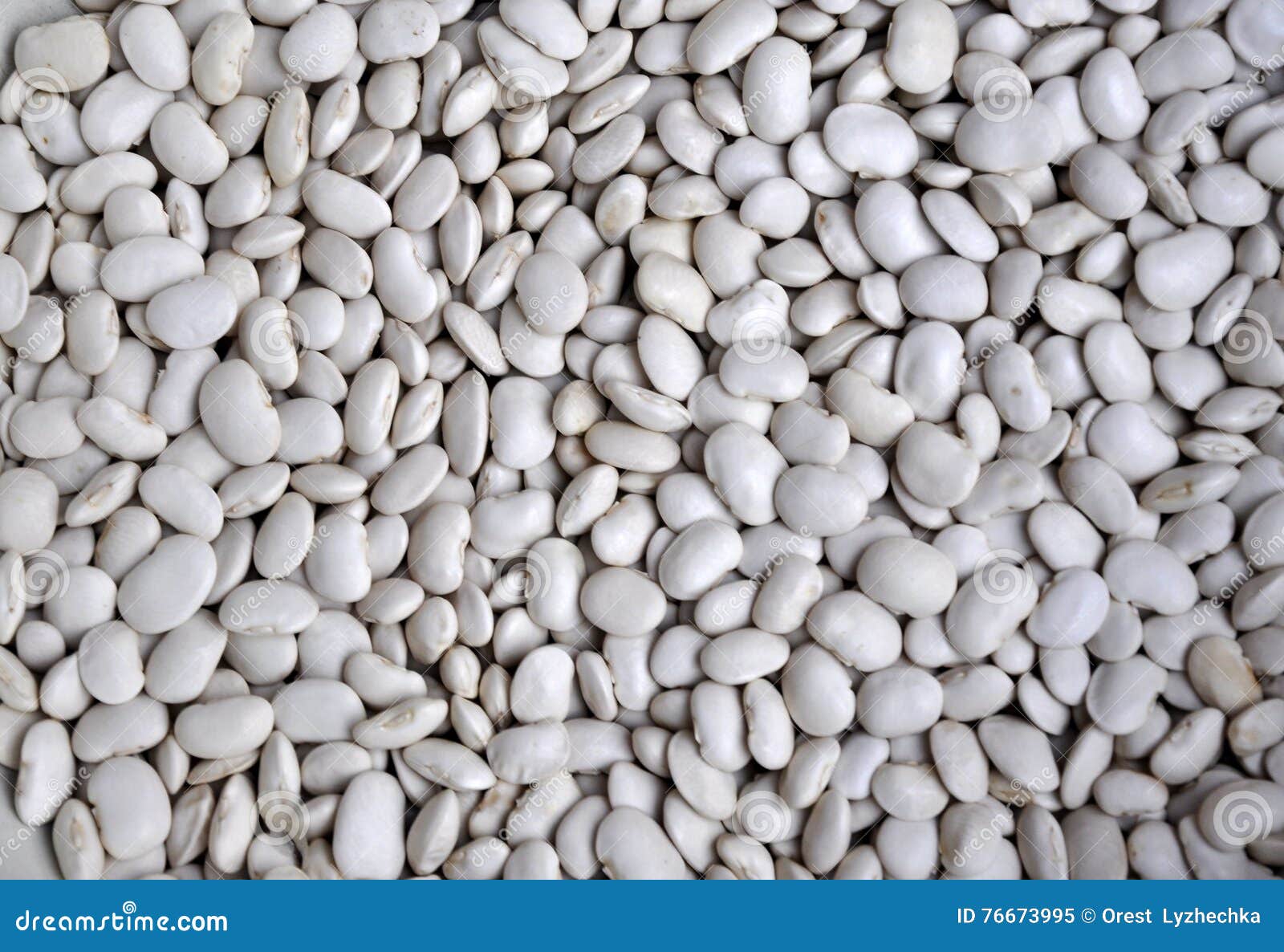 A large white beans stock image. Image of conservation - 76673995