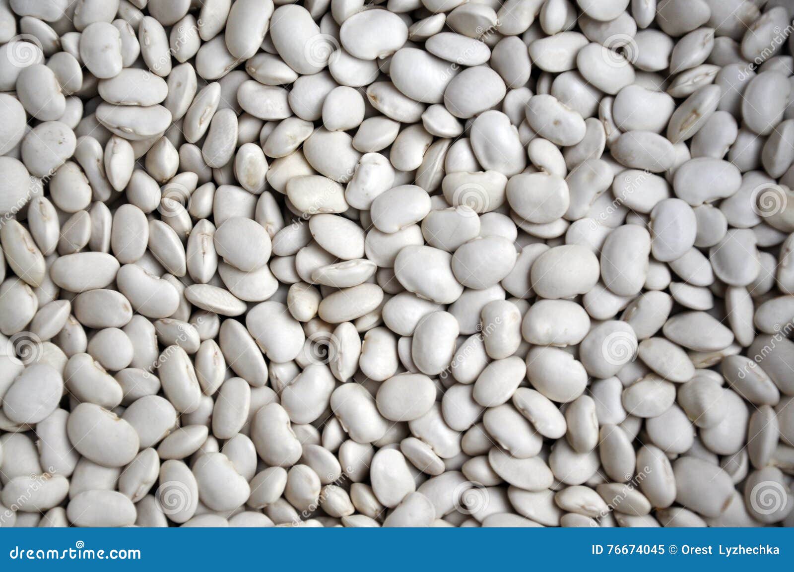 A large white beans_3 stock image. Image of agriculture - 76674045
