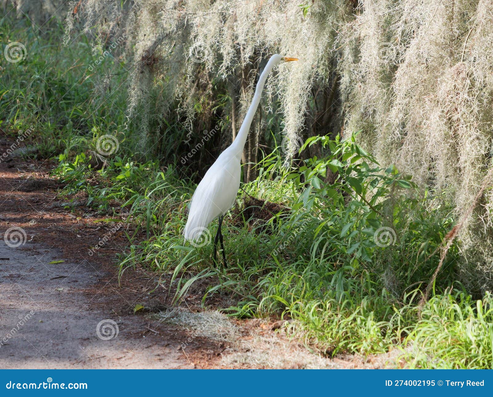 A Large White Bird Crossing a Path Stock Image - Image of wildlife ...