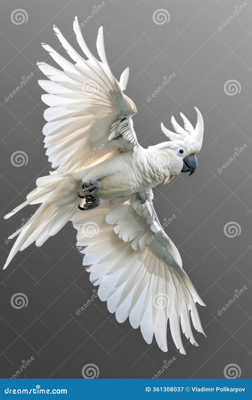 A Large White Bird Soaring through the Air, Suitable for Various ...