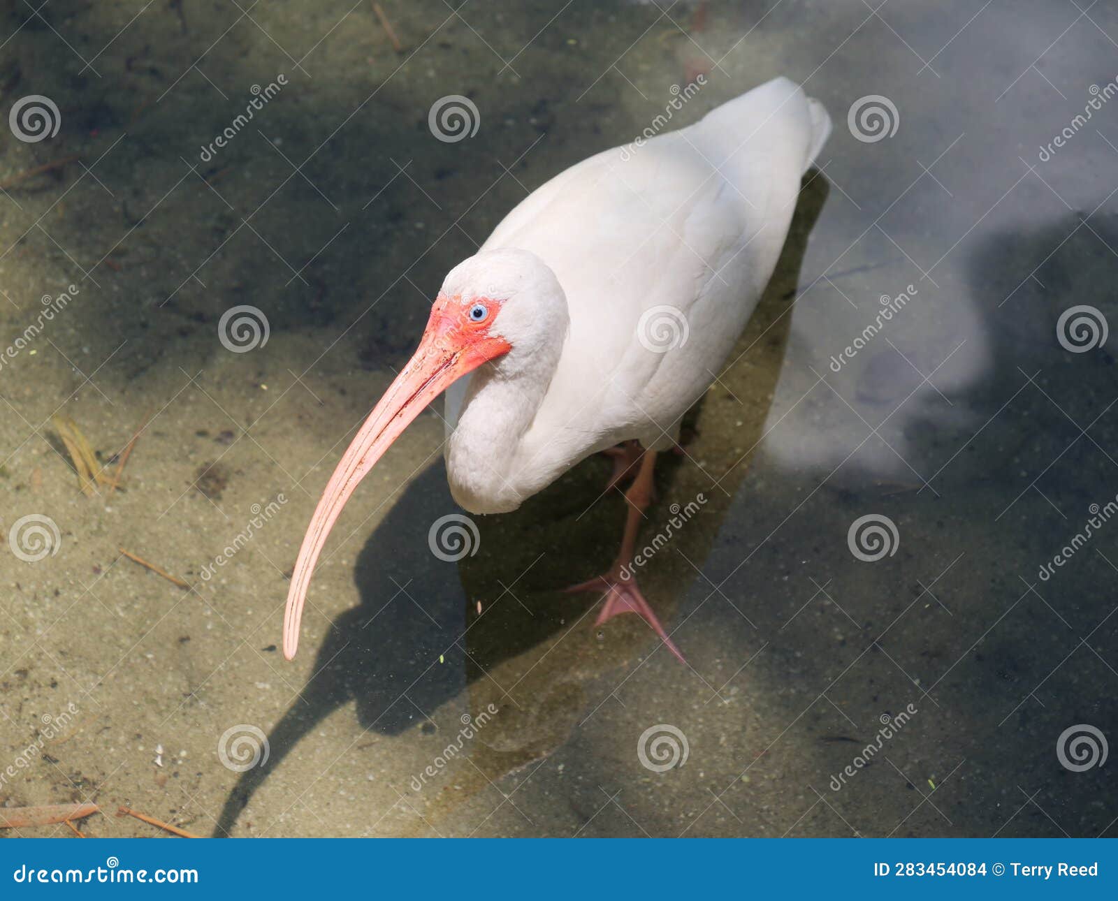 A Large White Bird Standing in a Pond Stock Photo - Image of pond ...
