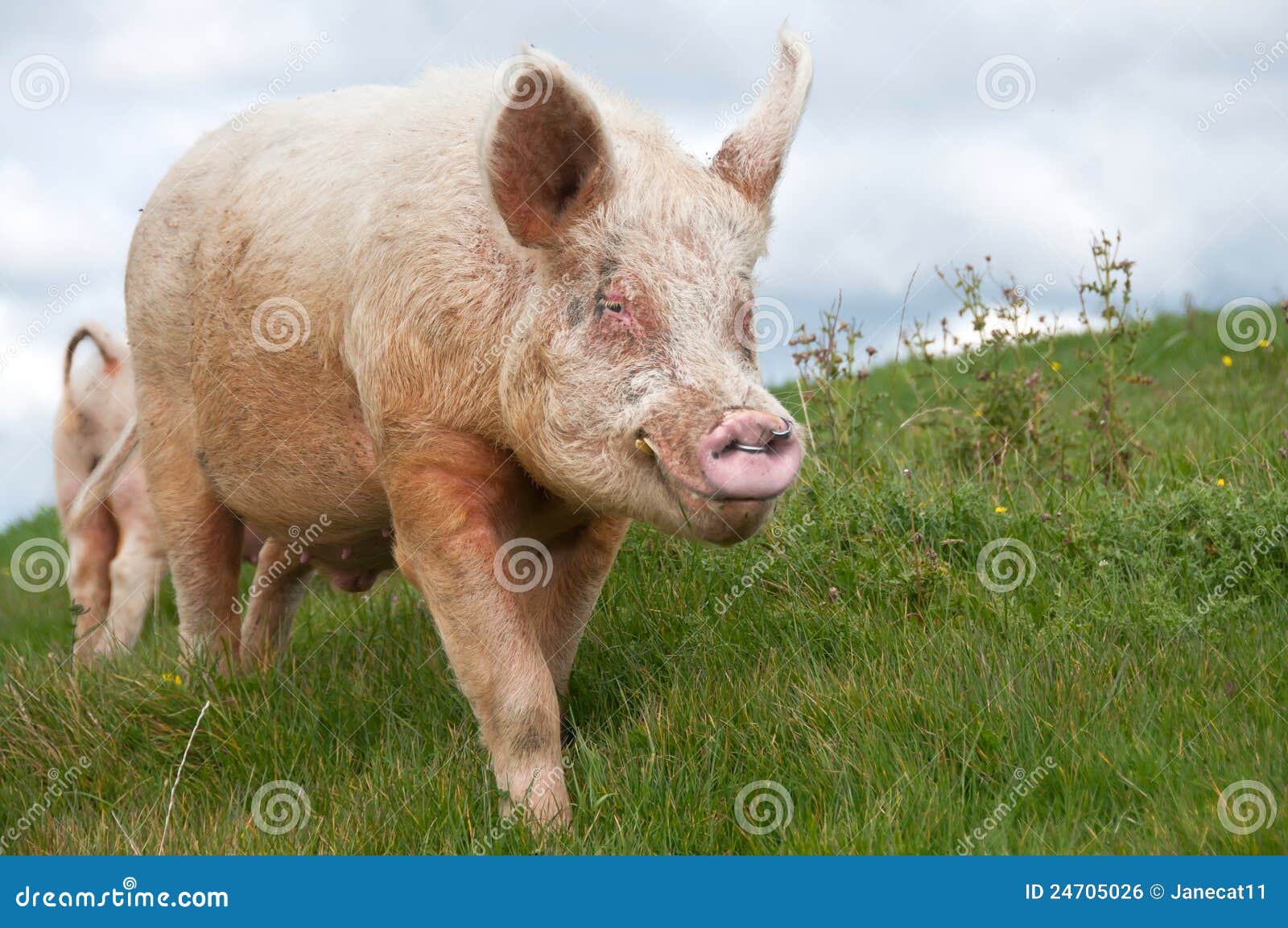 Large white boar pig stock photo. Image of swine, countryside - 24705026