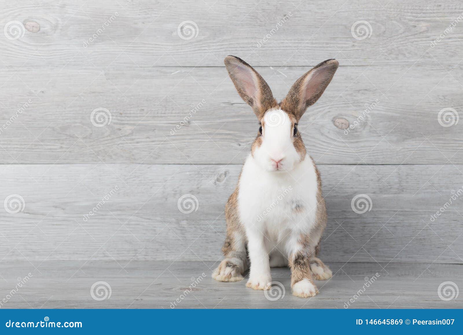 Large White and Brown Rabbits are Sitting. Stock Image - Image of hare ...