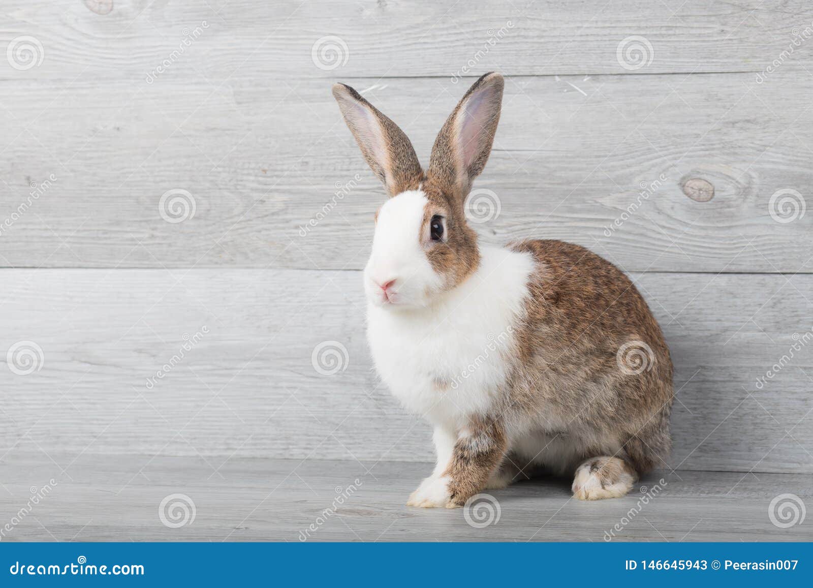 Large White and Brown Rabbits are Sitting. Stock Image - Image of ...