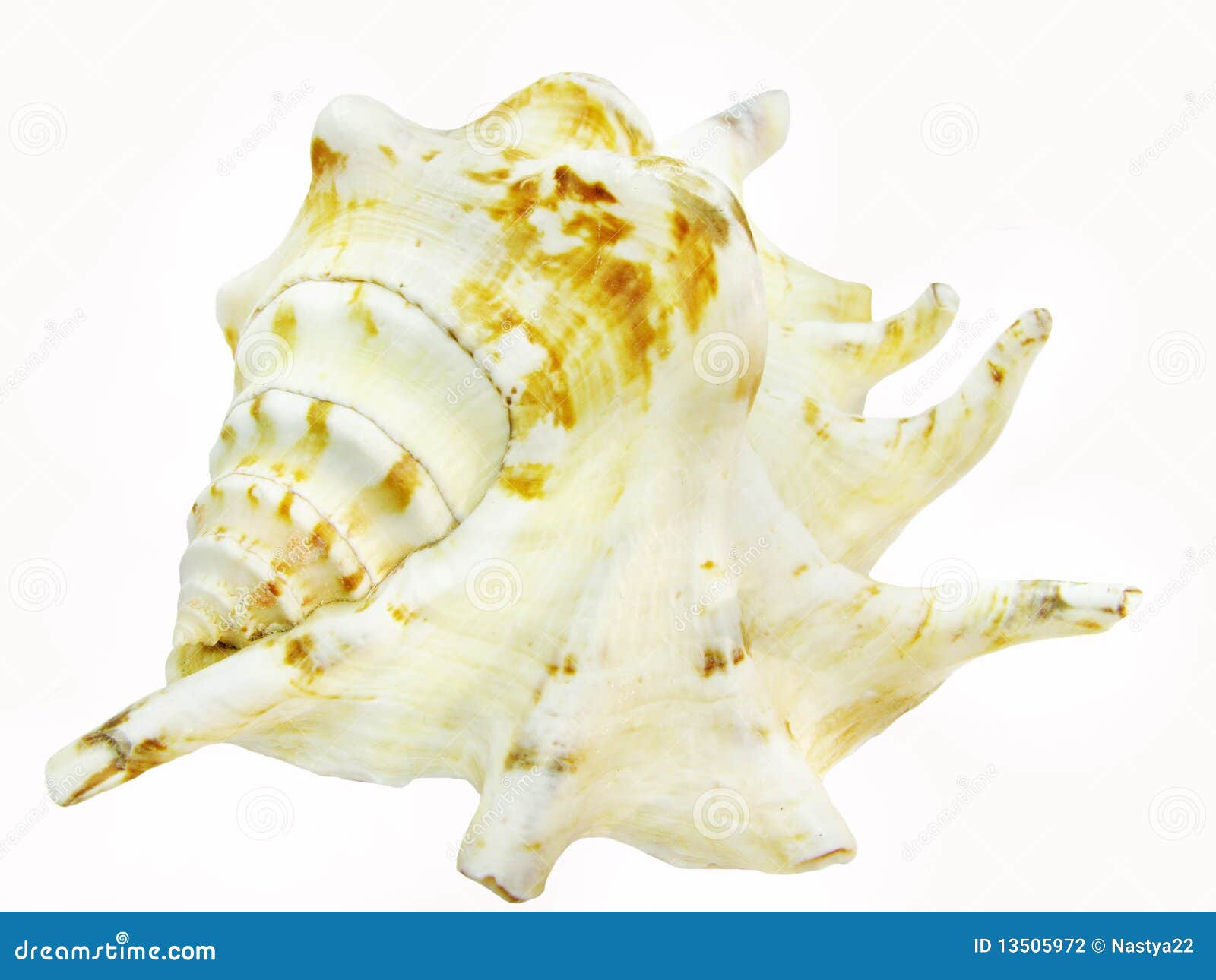 Large White and Brown Seashell Stock Photo - Image of isolated ...