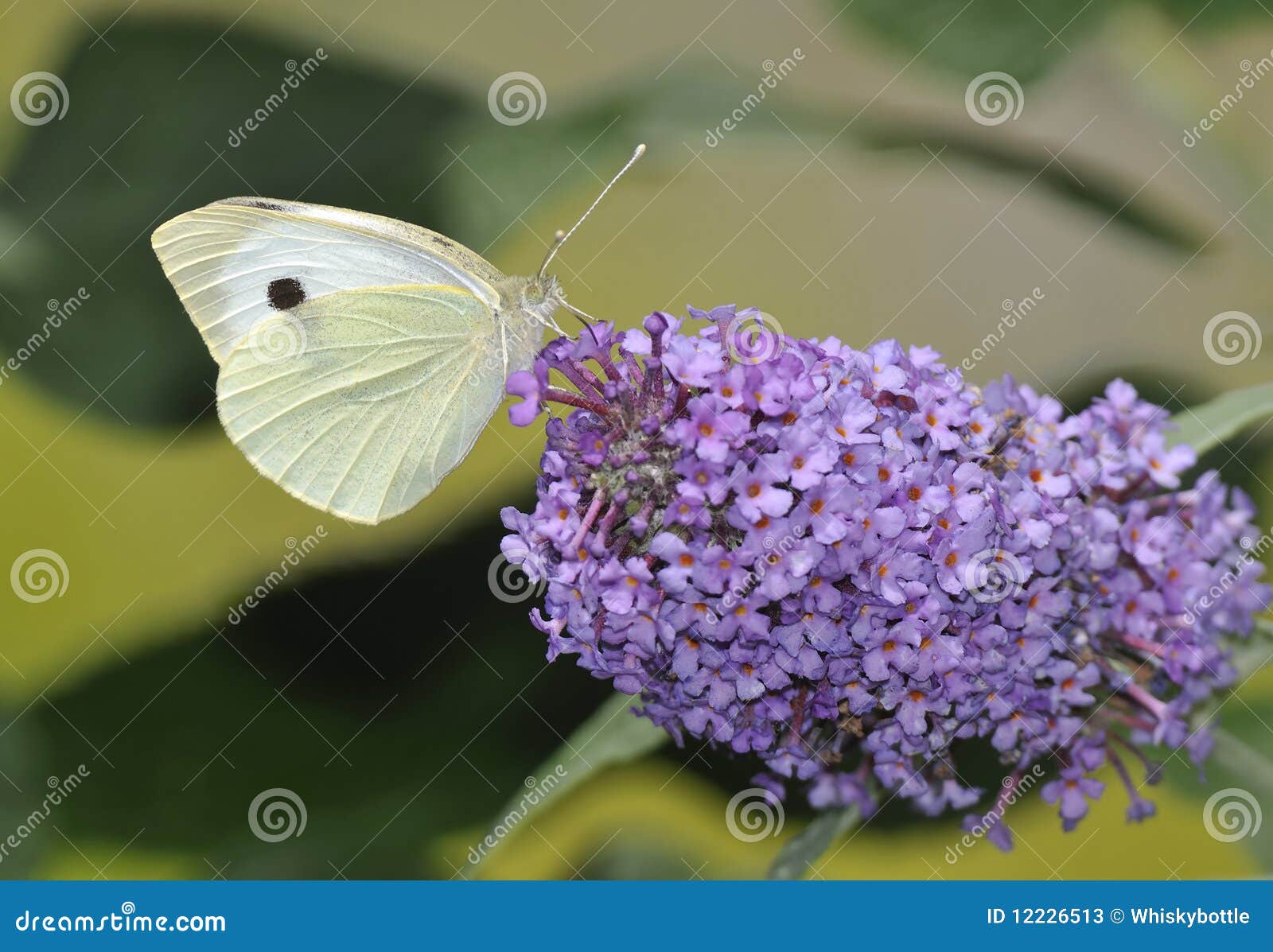 Large White Butterfly stock image. Image of gloucestershire - 12226513