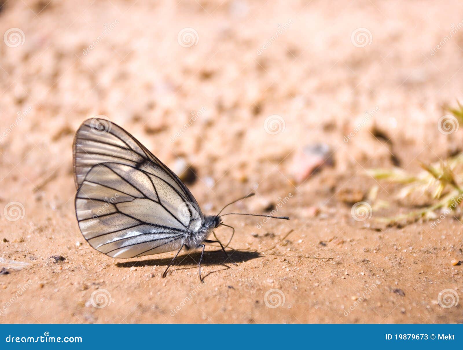 Large white butterfly stock image. Image of animal, pieris - 19879673