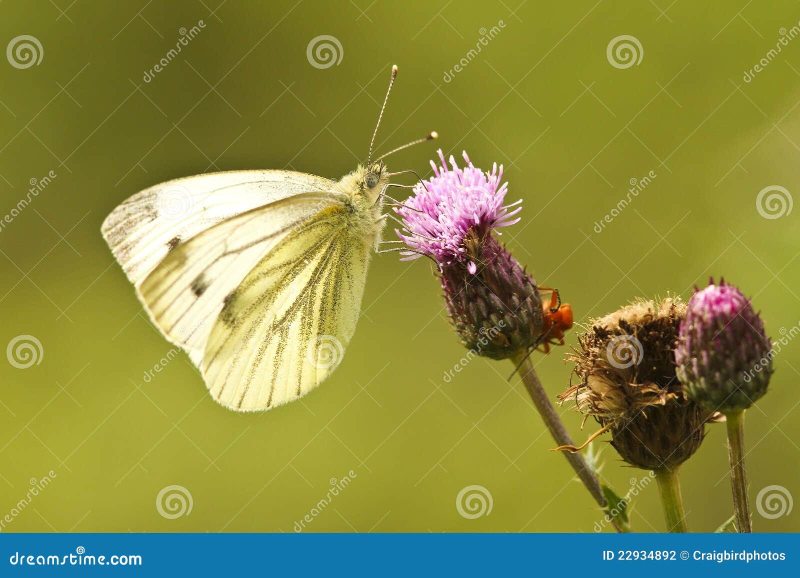 Large White Butterfly stock photo. Image of butterfly - 22934892