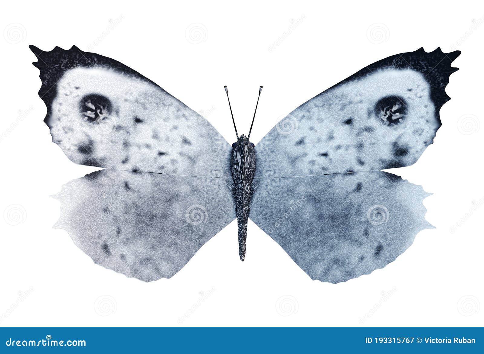 Large White Butterfly with Open Wings Stock Illustration - Illustration ...